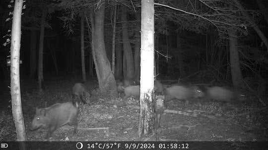 Night time visitors – French Truffle Tree