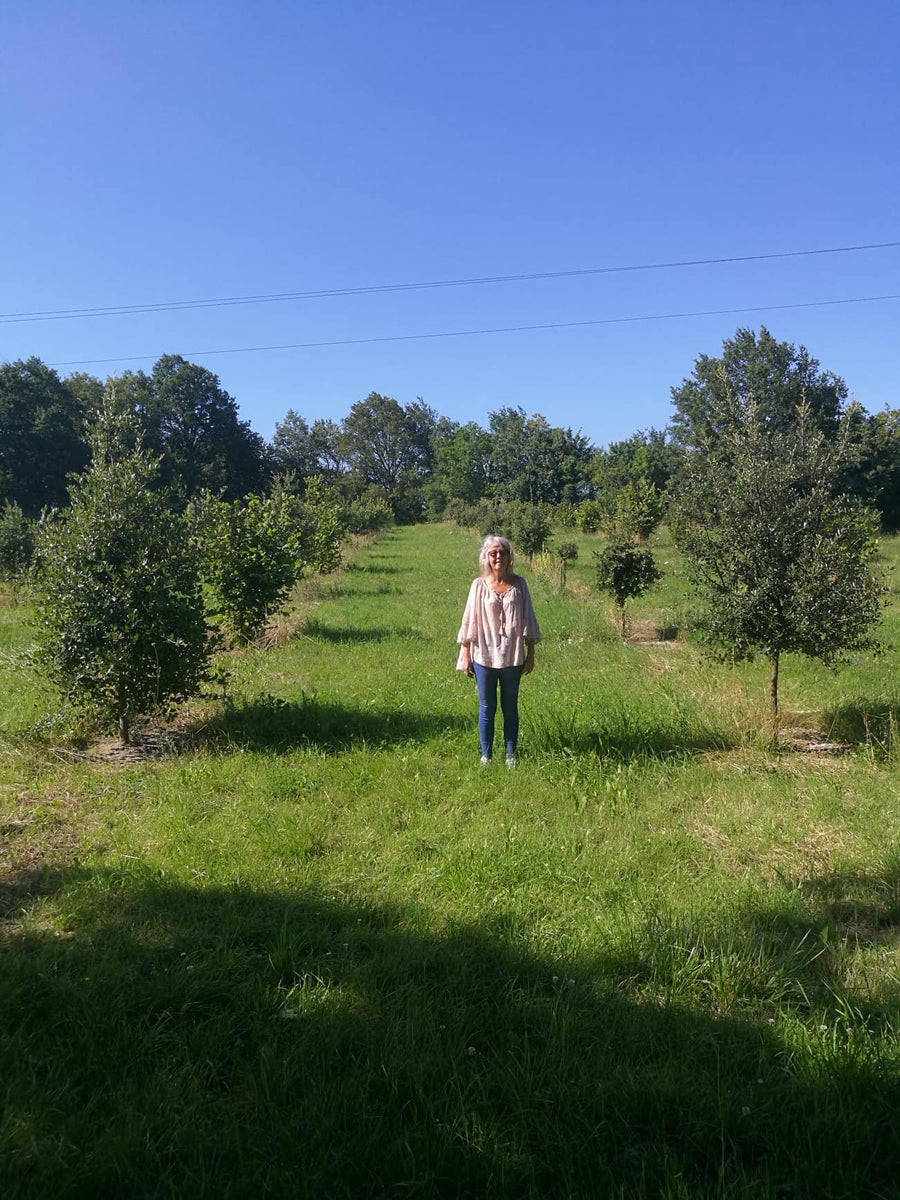 Trees producing Truffles – French Truffle Tree