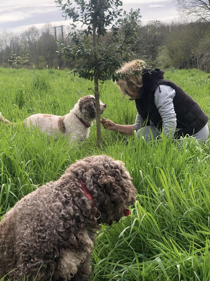 Furry helpers – French Truffle Tree