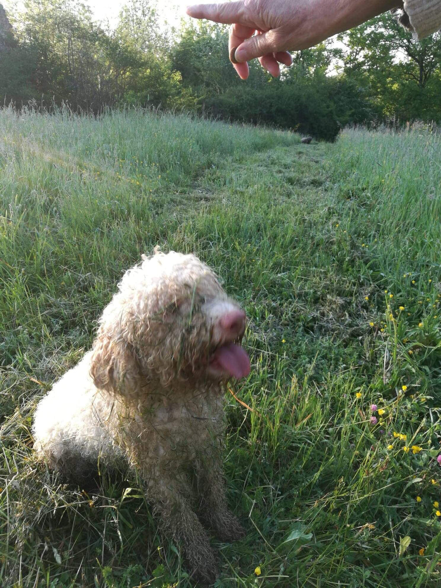 Just cannot stop finding Truffles! – French Truffle Tree