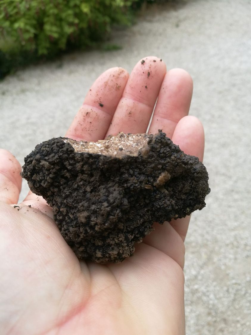 Promising Truffle Season – French Truffle Tree
