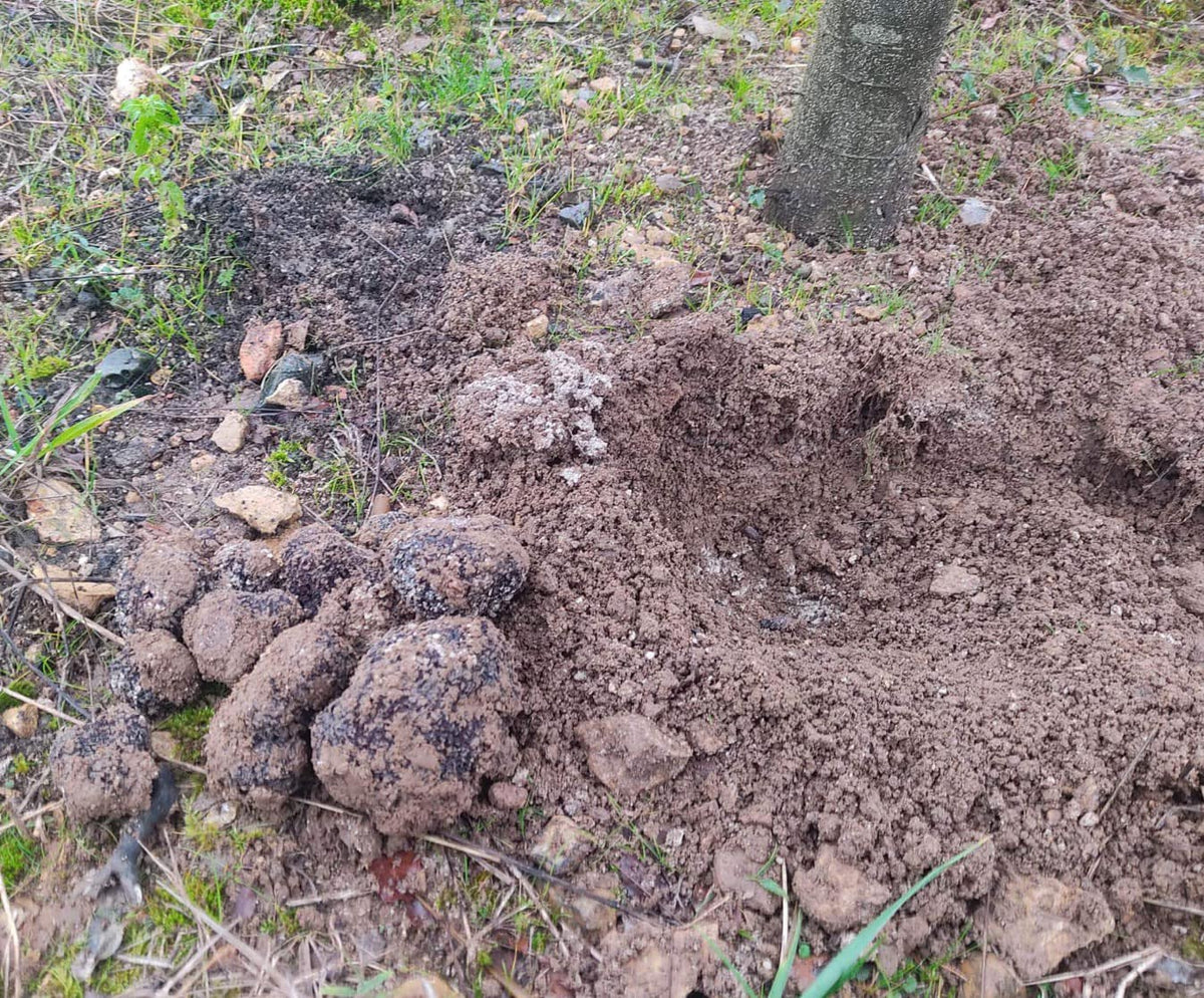 Getting more Truffles – French Truffle Tree