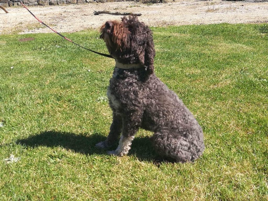 Truffle hunting team – French Truffle Tree