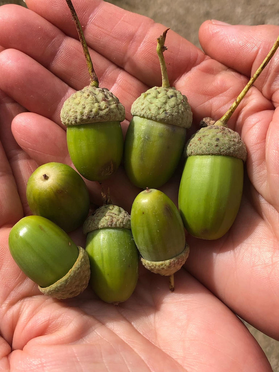 Making money from acorns! – French Truffle Tree