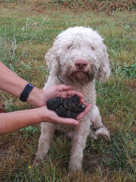 More Alba Truffle Trees – French Truffle Tree