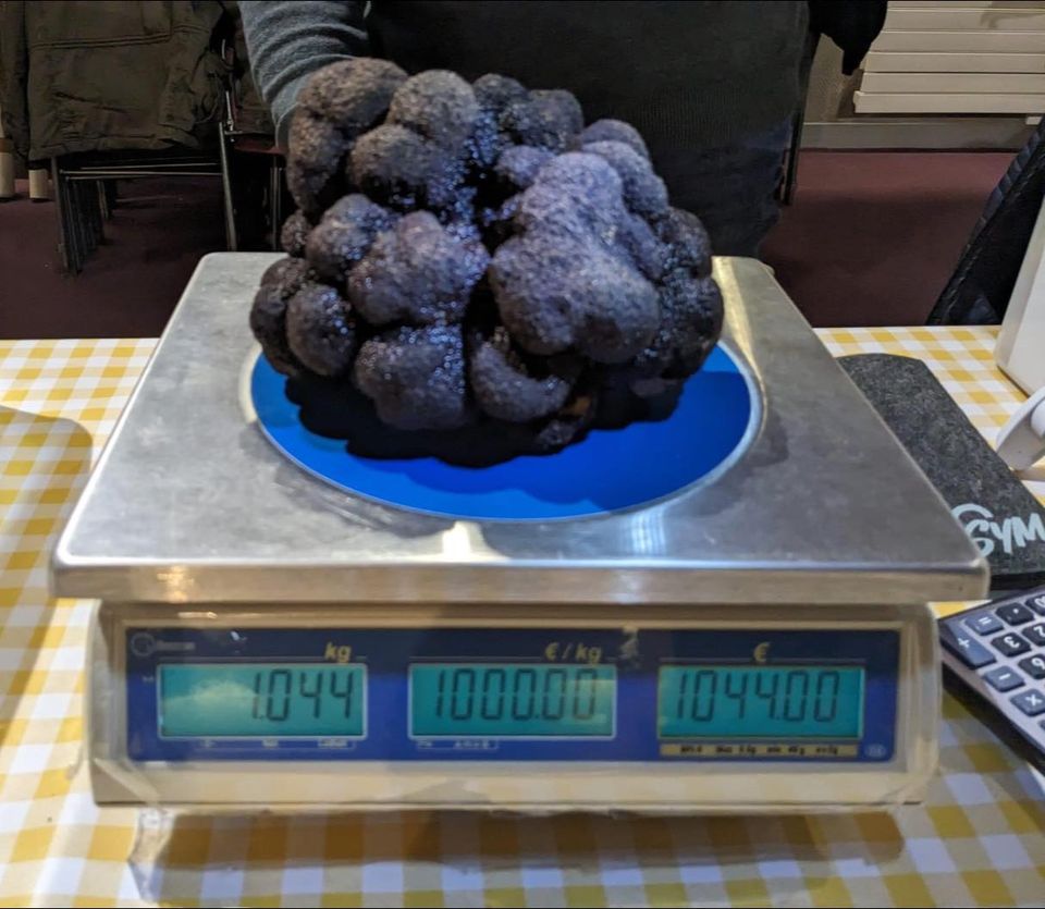 What a whopper! – French Truffle Tree