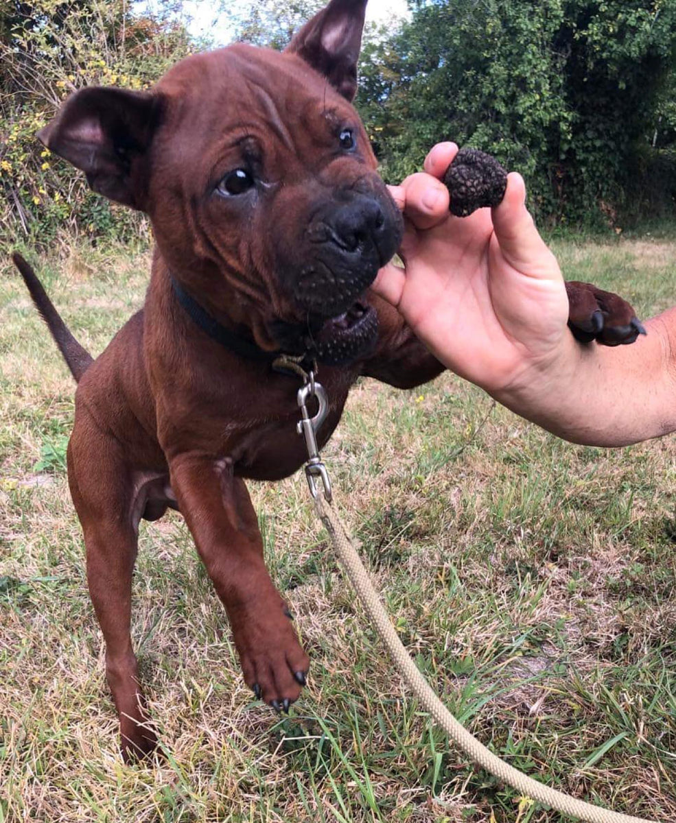 Wu's first Truffle! – French Truffle Tree