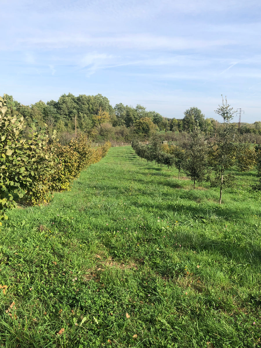 Adopt a Truffle Tree – French Truffle Tree